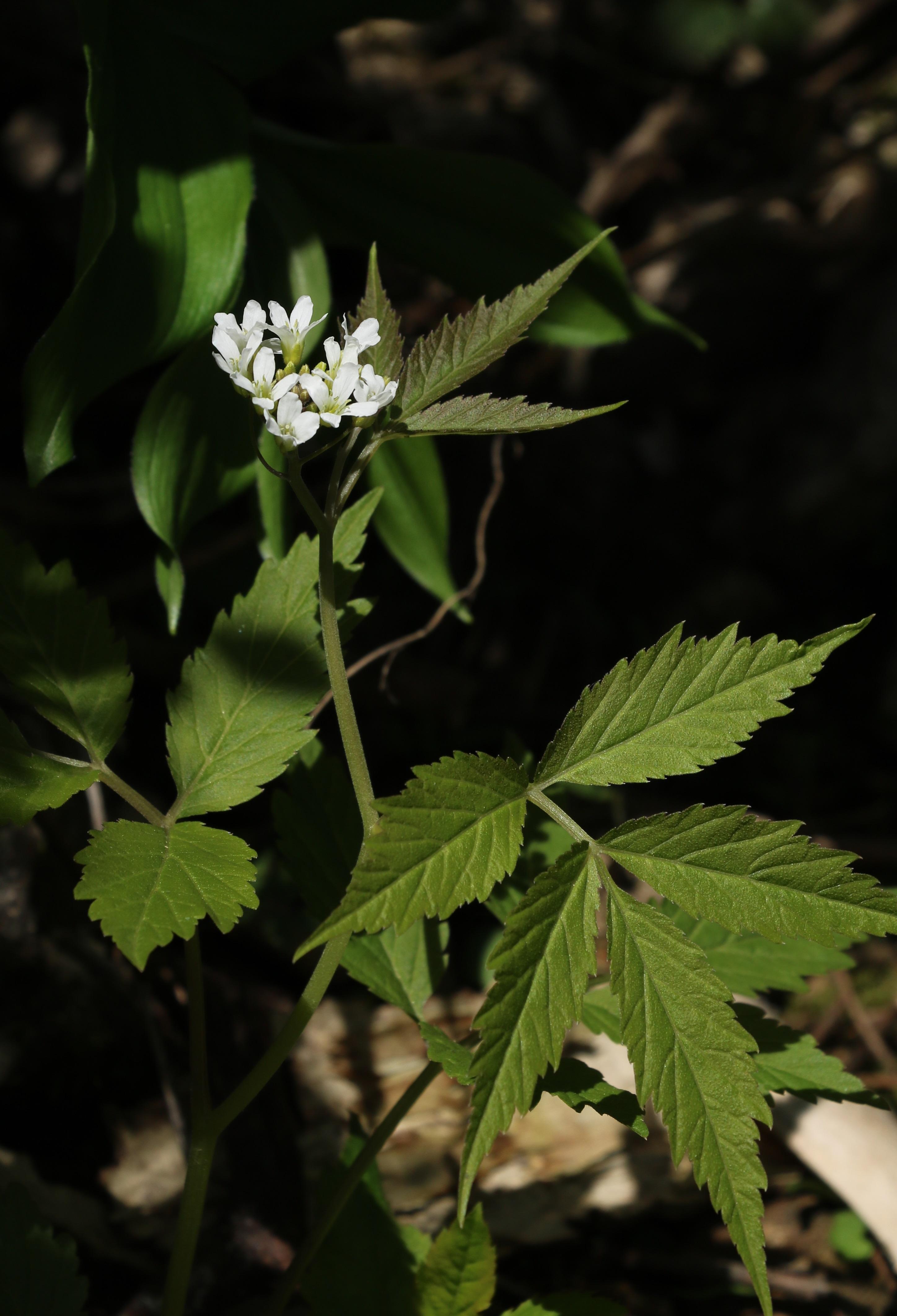 自然：足迹//横断山区植物小记十四：石竹科，十字花科 - 知乎