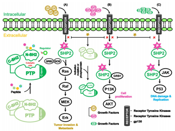 SHP2抑制剂研究中的药效学生物标志物-磷酸化ERK1/2蛋白检测 - 知乎