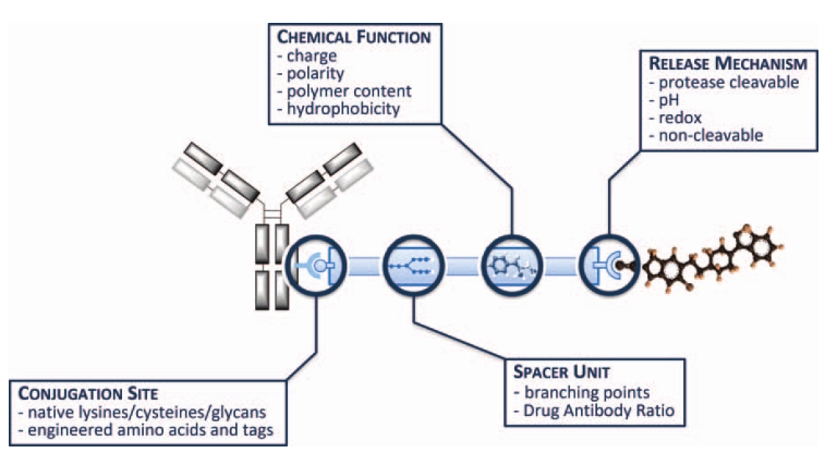 ADC连接子设计与ADC赋能 - 知乎