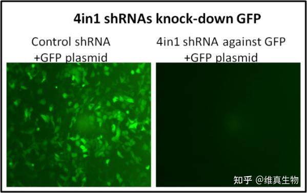shRNA设计原则是什么？ - 知乎