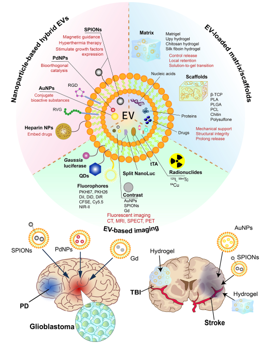 《ACS AMI》：纳米技术启发的细胞外囊泡治疗诊断和治疗中枢神经系统疾病 - 知乎