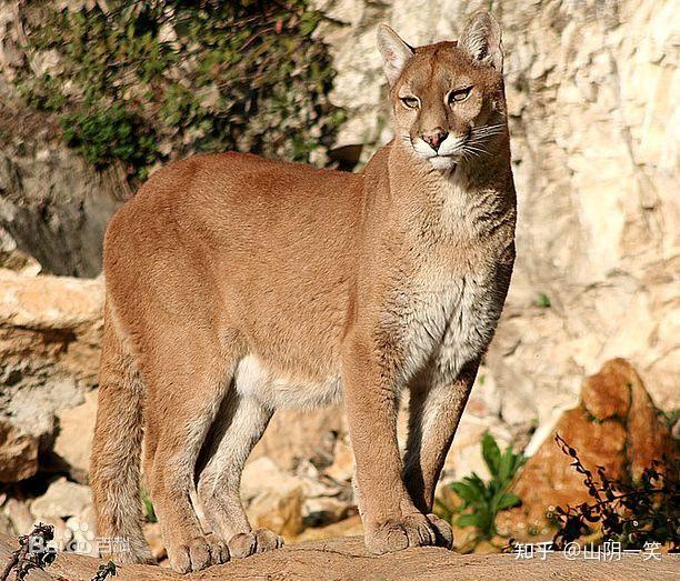 新概念英语3-A Puma at large - 知乎