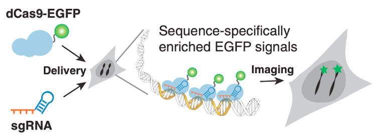 基于CRISPR-dCas9系统的DNA成像技术 - 知乎