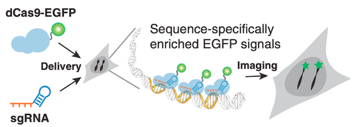 基于CRISPR-dCas9系统的DNA成像技术 - 知乎