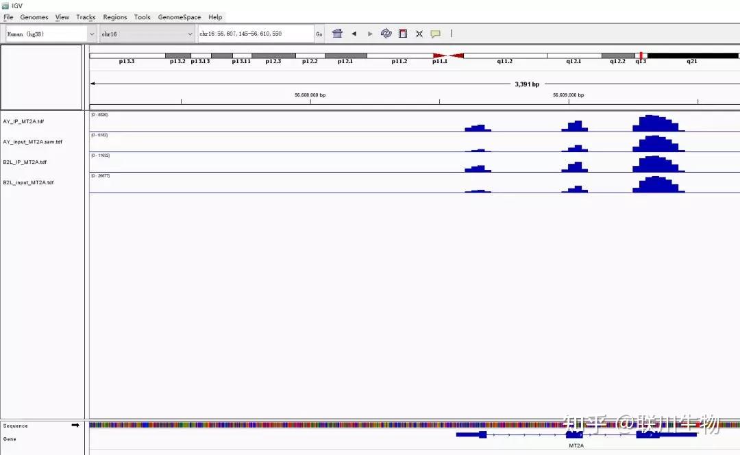 IGV和Adobe AI制作RIP-seq Peak图简易教程|m6A专题 - 知乎