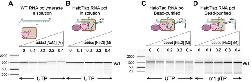 t7 体外转录原理在医学领域中有哪些潜在应用？ - 知乎