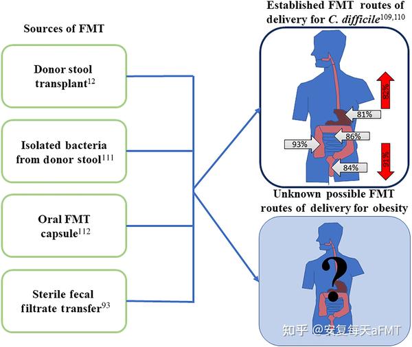 通过菌群移植（FMT）改变肥胖 - 知乎
