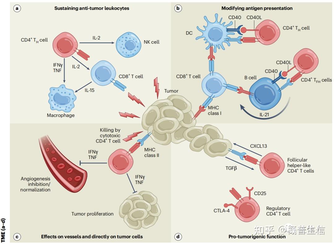 一直被低估的CD4+ T细胞抗肿瘤作用 - 知乎