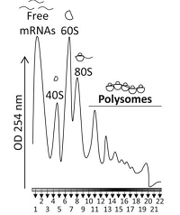 翻译组学测序研究利器|Ribo-seq&Polysome-seq - 知乎