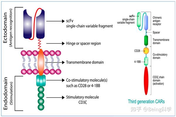 盘点 | 以CAR为核心的一系列新型细胞疗法，精准打击肿瘤！ - 知乎