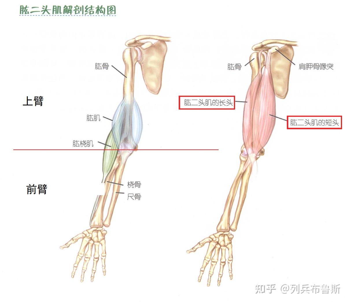 健身解剖指南——手臂 知乎