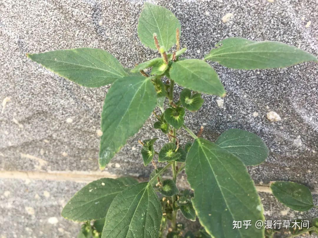 铁苋菜丨农村俗称“人苋”、“血见愁”的植物，用处真不少！ - 知乎