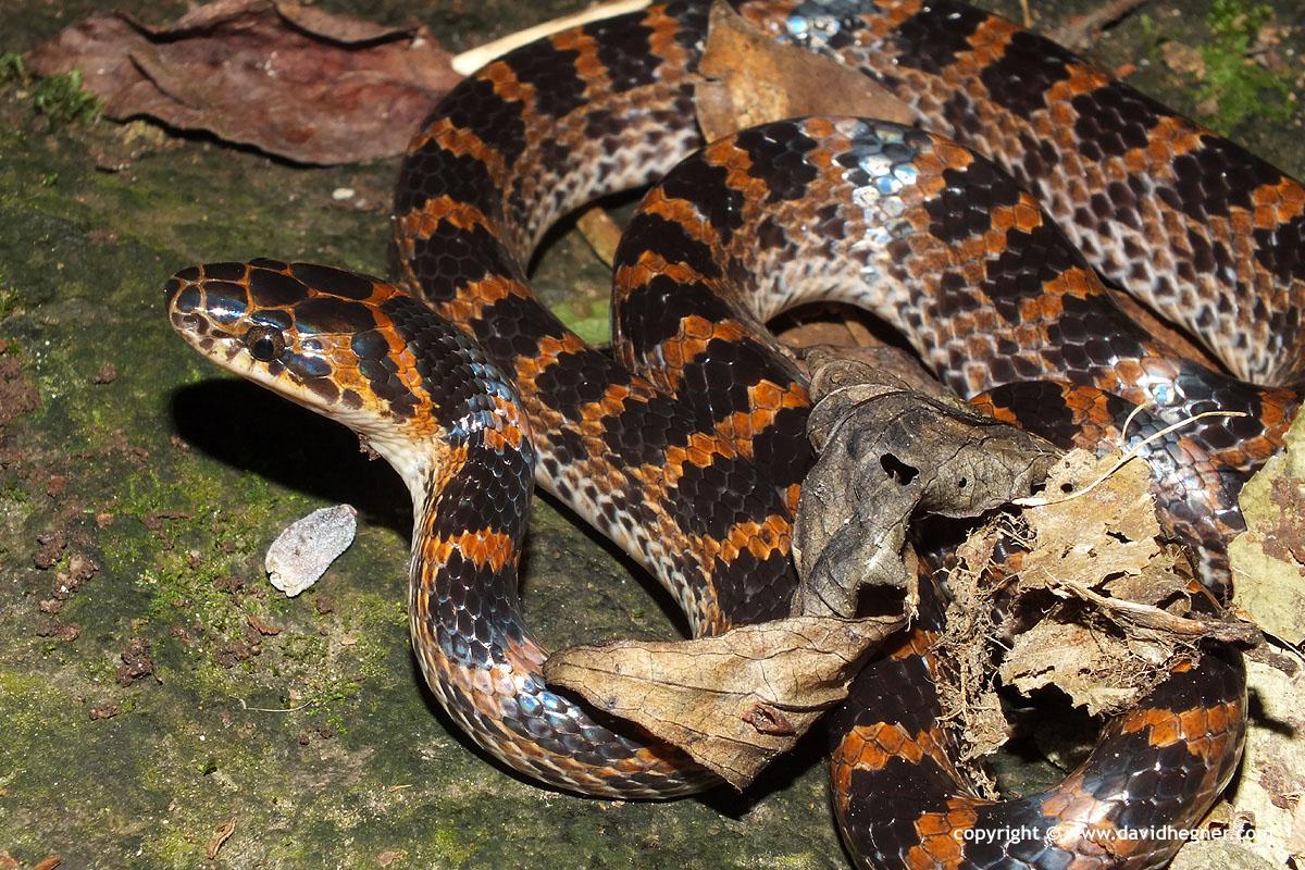 朝鲜半岛蛇类略记 - 知乎