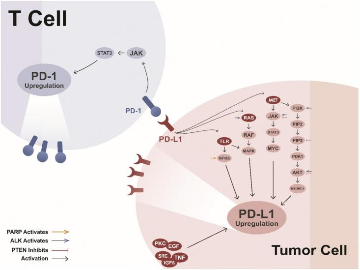 肿瘤免疫治疗新突破：东阳光药Best in class口服PD-L1抑制剂 - 知乎