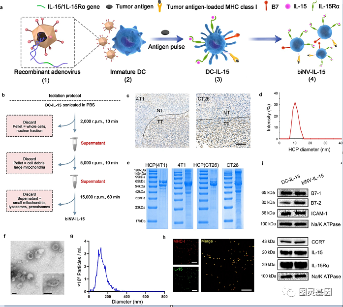 Nat Comm | 仿生纳米疫苗改善IL-15向淋巴结的靶向递送 - 知乎