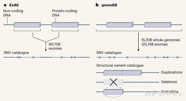 Nature：gnomAD数据库极大促进了我们理解基因组的变异及功能 - 知乎