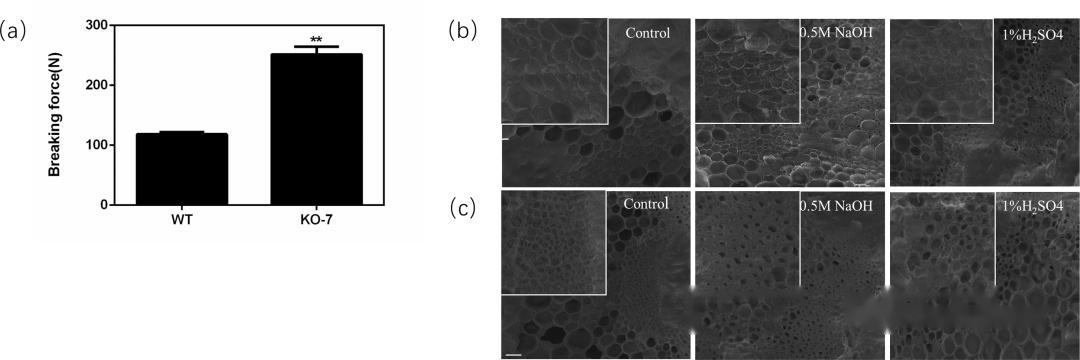 【Plant Cell Environ】敲除木质素途径基因BnF5H降低了油菜木质素组成比并提高了油菜对核盘菌的抗性 - 知乎