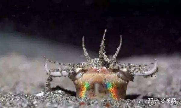 海缸里这条虫也太太太太......太大了！ - 知乎