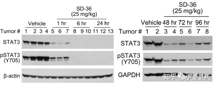 STAT3相关通路及其抑制剂、降解剂研究进展 - 知乎