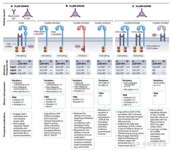 70+综述带你了解肿瘤中Fcγ受体与免疫调节 - 知乎