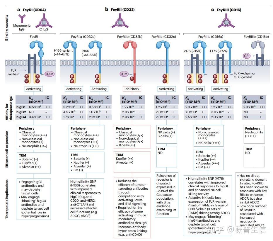 70+综述带你了解肿瘤中Fcγ受体与免疫调节 - 知乎