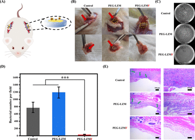 Biomacromolecules|华理屈雪/刘昌胜院士：可注射抗菌抗溶胀的PEG 水凝胶粘合剂！ - 知乎