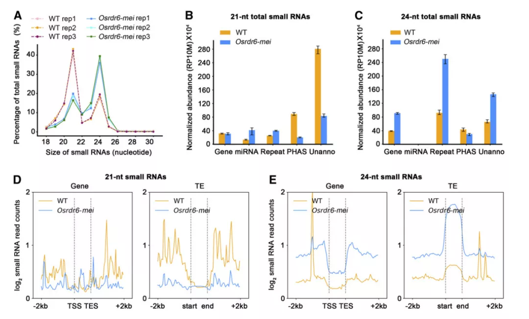 项目文章 | PC：水稻 RDR6 在减数分裂DNA双链断裂形成中的作用机制 - 知乎