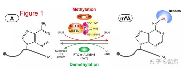 两个月内频登高分期刊，此热点凭什么如此受追捧？ - 知乎