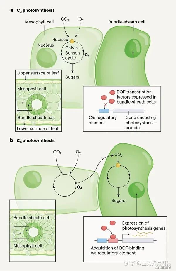 Nature最新研究揭示C4植物是如何进化出更高效的光合作用的 - 知乎