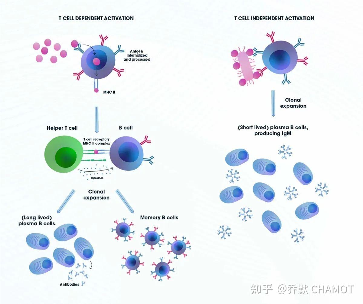 B细胞的活化和体外扩增培养 - 知乎