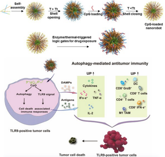 国家纳米科学中心林耀新/王浩团队Adv Mater.：负载CpG的智能纳米递送机器诱导细胞自噬效应提高TLR9阳性肿瘤免疫治疗 - 知乎