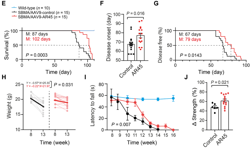 Science advances最新进展｜AR亚型2基因治疗通过抑制AR的转录活性改善脊髓延髓肌萎缩症 - 知乎