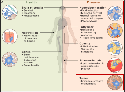 炎症和肿瘤免疫治疗领域新靶点：TREM1&TREM2 - 知乎
