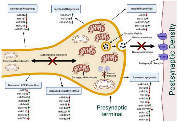 MicroRNA用于阿尔茨海默症诊断及治疗 - 知乎