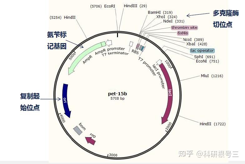基因操作中该如何选择载体？ - 知乎
