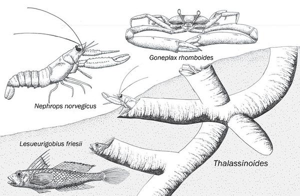 化石协奏曲1: 遗迹化石 - 知乎