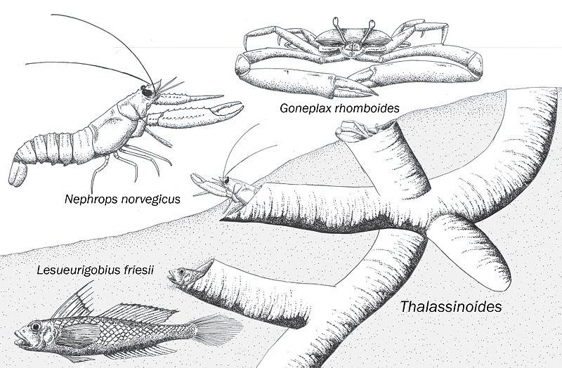 化石协奏曲1: 遗迹化石 - 知乎