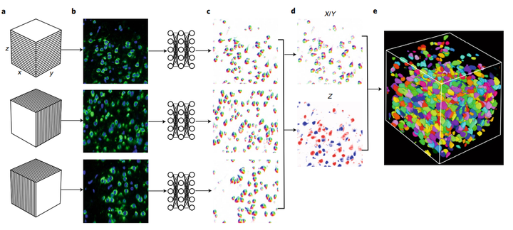 Cellpose——3D细胞分割 - 知乎