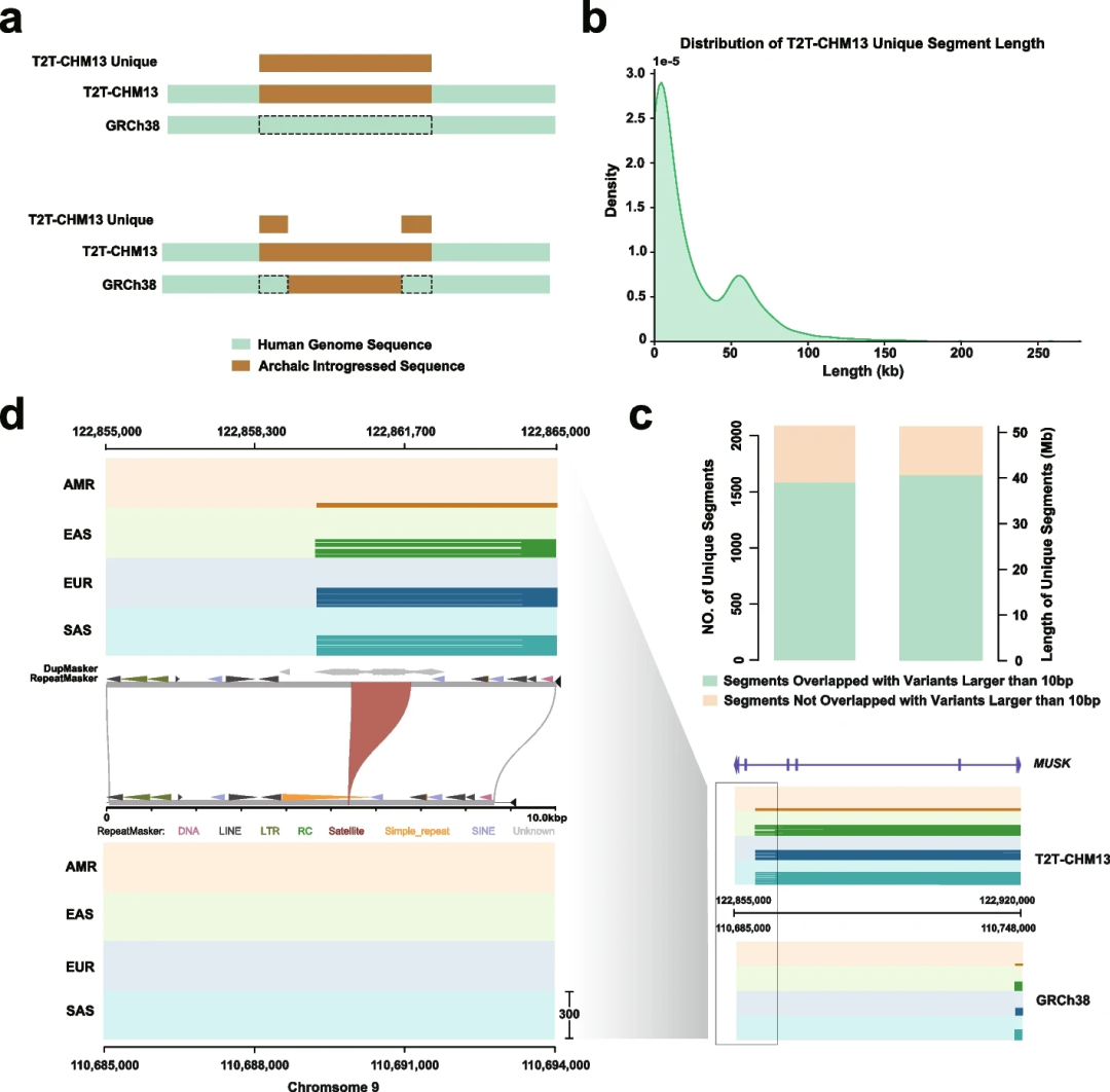 陈璐/毛亚飞Genome Biol发文：利用完整参考基因组T2T-CHM13精细分析现代人类中的尼安德特人渗入序列 - 知乎
