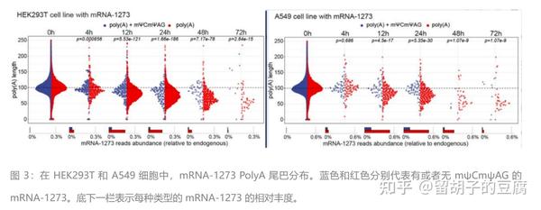 首次发现新冠mRNA疫苗体内聚腺苷酸化，增长PolyA尾巴 - 知乎