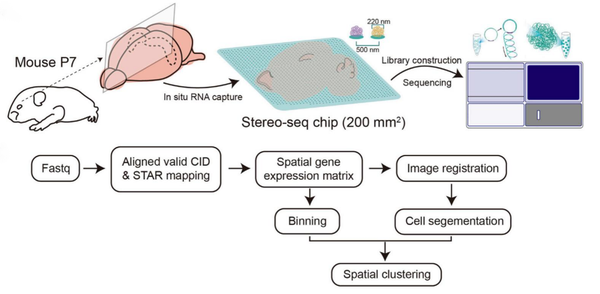 Stereo-seq应用专题：用“生命全景照相机”解码生命奥秘 | 时空简讯45期 - 知乎