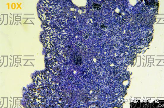 HE染色的步骤及注意事项 - 知乎