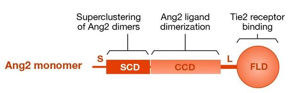 ANG-TIE2轴：肿瘤免疫治疗绕不开的靶点 - 知乎