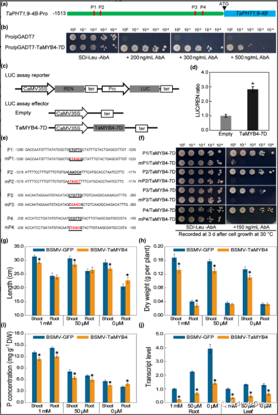 【New Phytol】TaPHT1;9-4B及其转录调节因子TaMYB4-7D有助于面包小麦对磷酸盐的吸收和植物生长 - 知乎