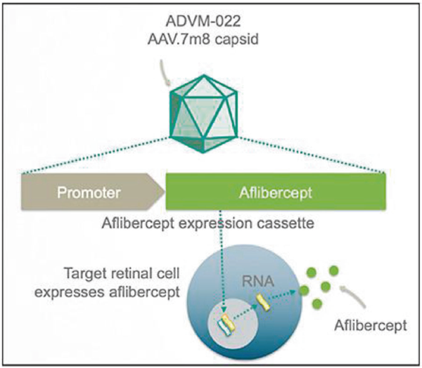 国内AAV基因治疗竞争格局 - 知乎