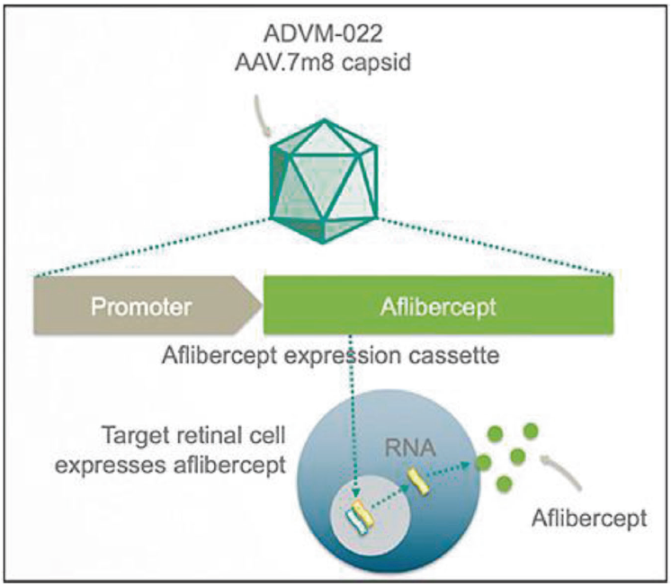 国内AAV基因治疗竞争格局 - 知乎