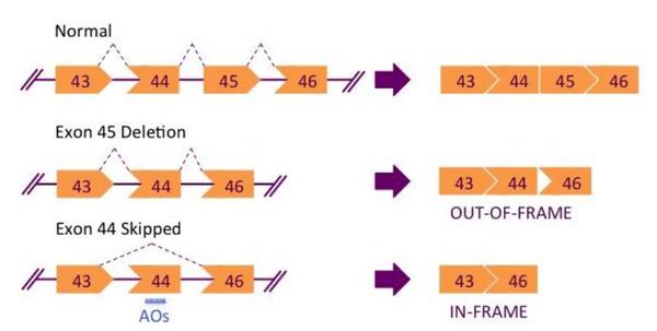 快讯 | PepGen宣布治疗DMD的候选药物PGN-EDO51进入II期临床 - 知乎