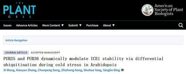 Plant Cell | 中国农业大学杨淑华/丁杨林团队揭示E3泛素连接酶PUB25/PUB26动态调控植物低温应答新机制 - 知乎