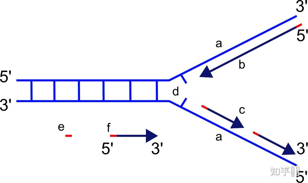 DNA复制过程是怎样的？ - 知乎