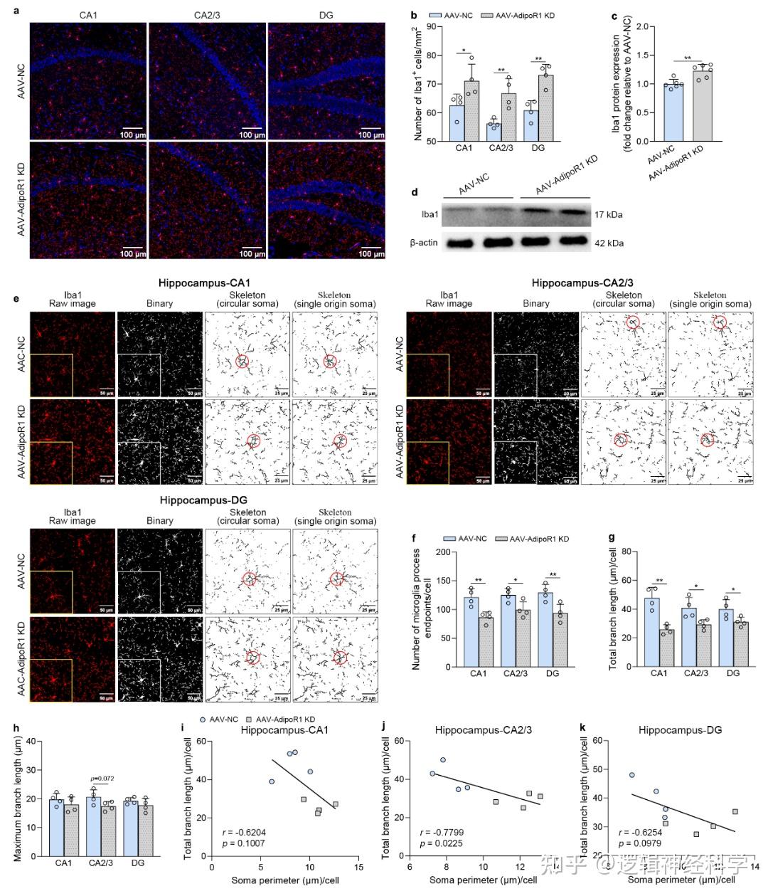 Mol Psychiatry︱重庆医科大学唐勇团队揭示运动通过减轻海马神经炎症并改变小胶质细胞极化平衡改善样行为的新机制 - 知乎